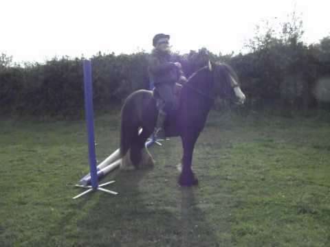 tinkers first jump in a while...SO FUNNY! watch this funny gypsy cob ...