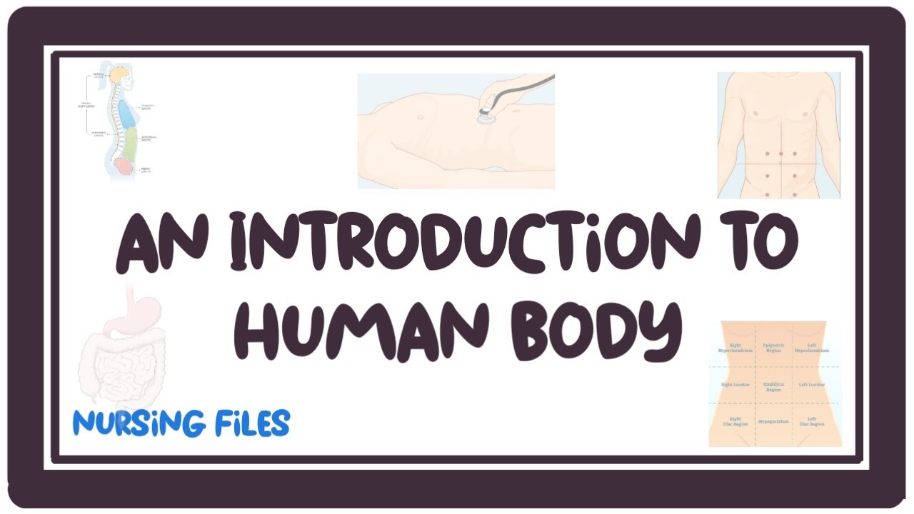 An Introduction to The Human Body | Nursing Anatomy and Physiology ...
