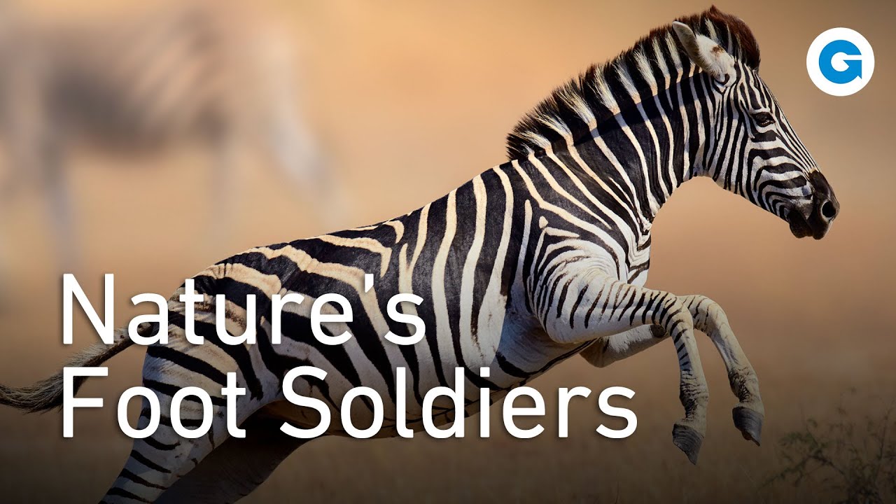 Hooves: Strength in Every Step | Animal Documentary - YouTube