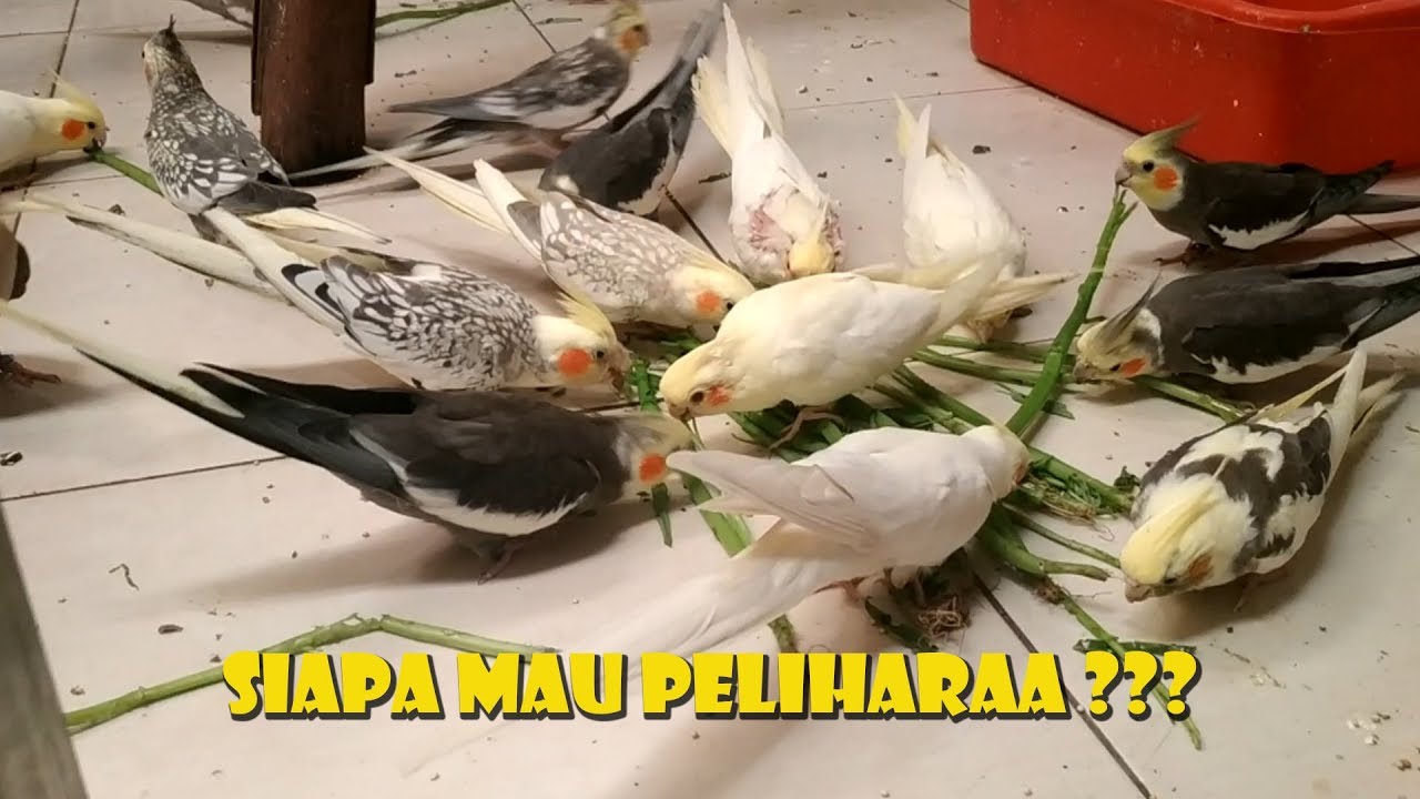 SERUNYA PELIHARA BURUNG PARKIT AUSTRALIA/FALK/COCKATIEL - YouTube