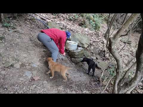 Dağdaki yavru sokak köpekleri #9#