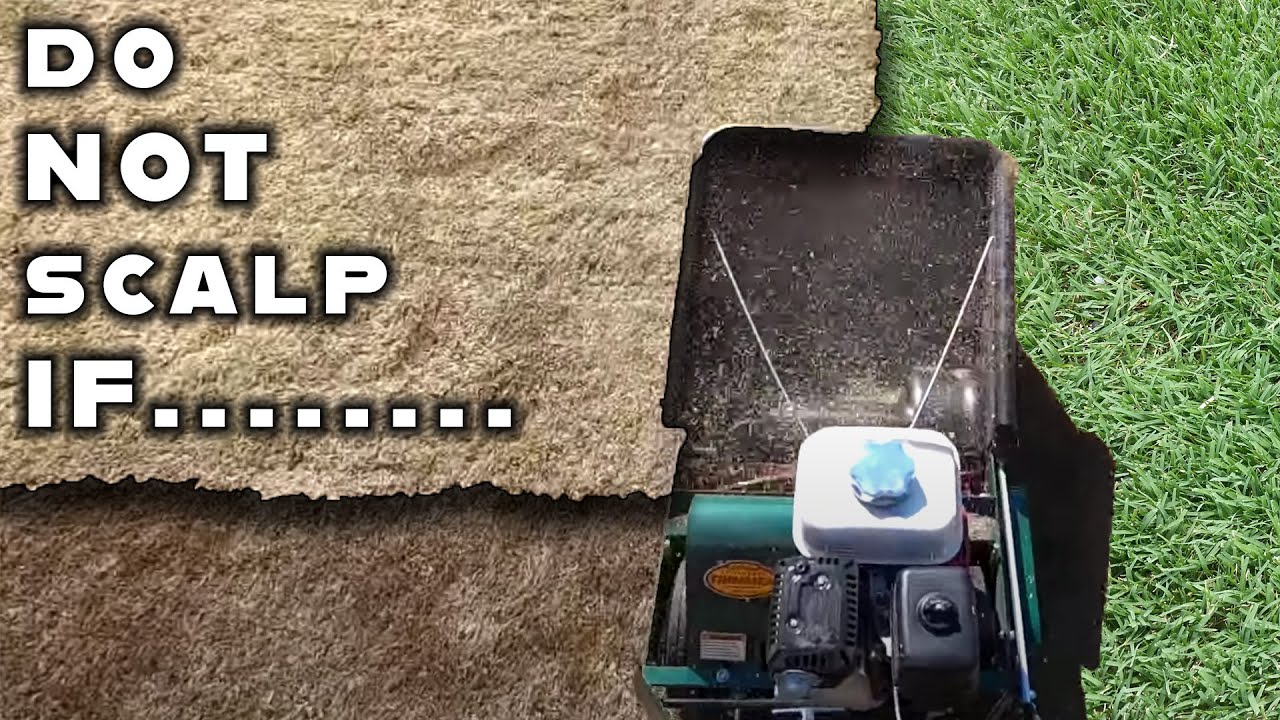 Scalping is an important spring lawn care tip but not for everyone! Why ...