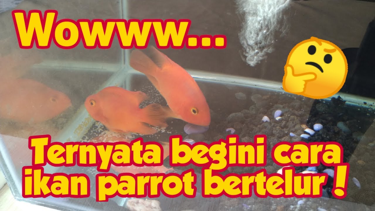 Cara ikan parrot bertelur di aquarium - YouTube