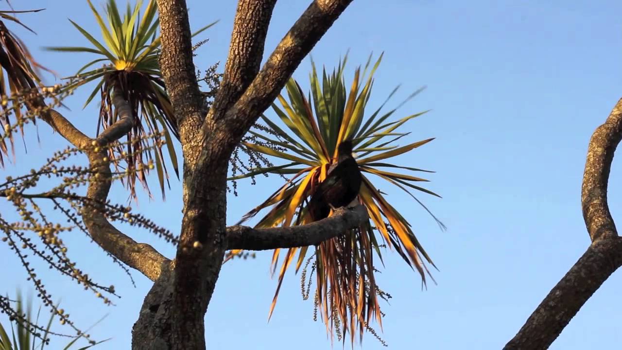 Tui Singing - YouTube