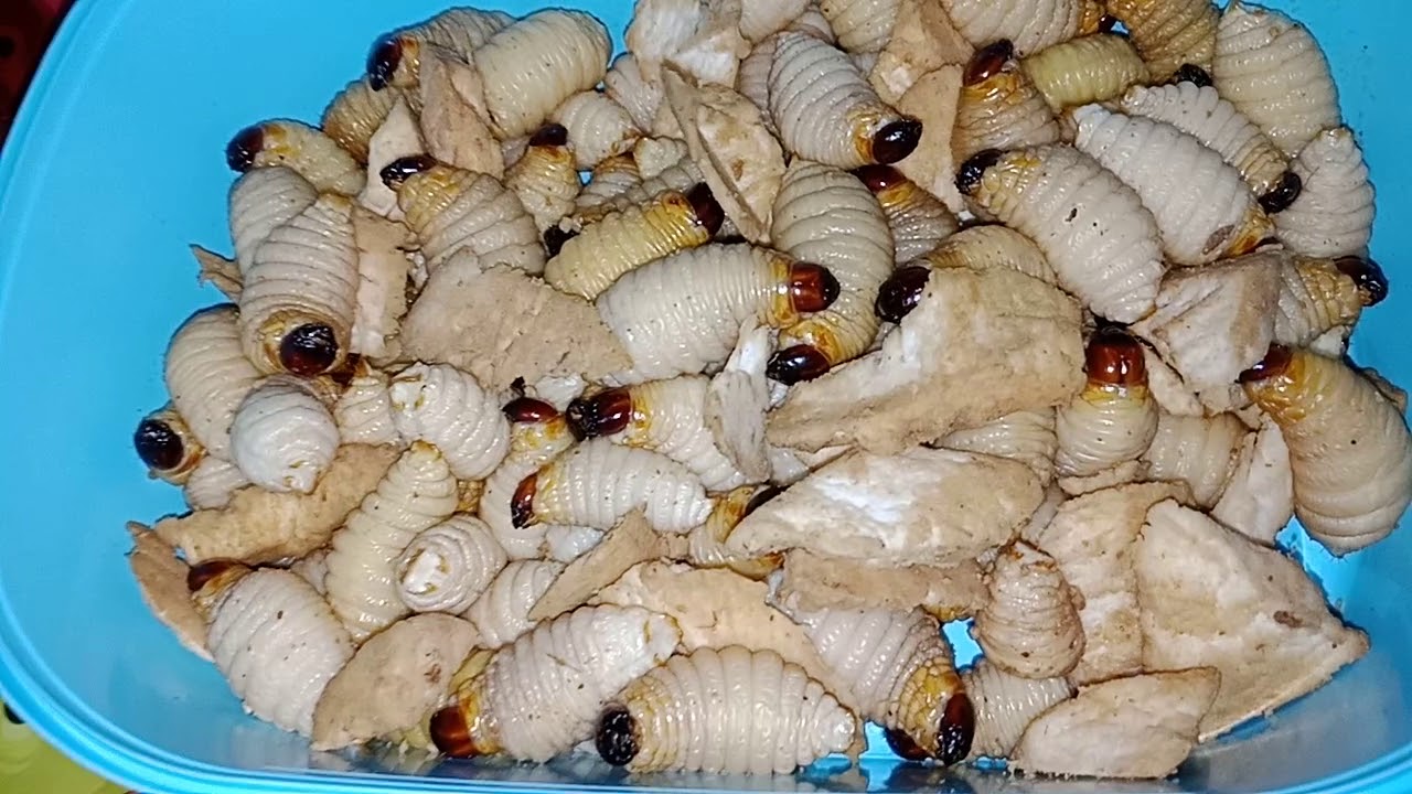 #stayathome day 32, 80 iko Ulat mulong(ulat rumbia),Borneo Sarawak ...