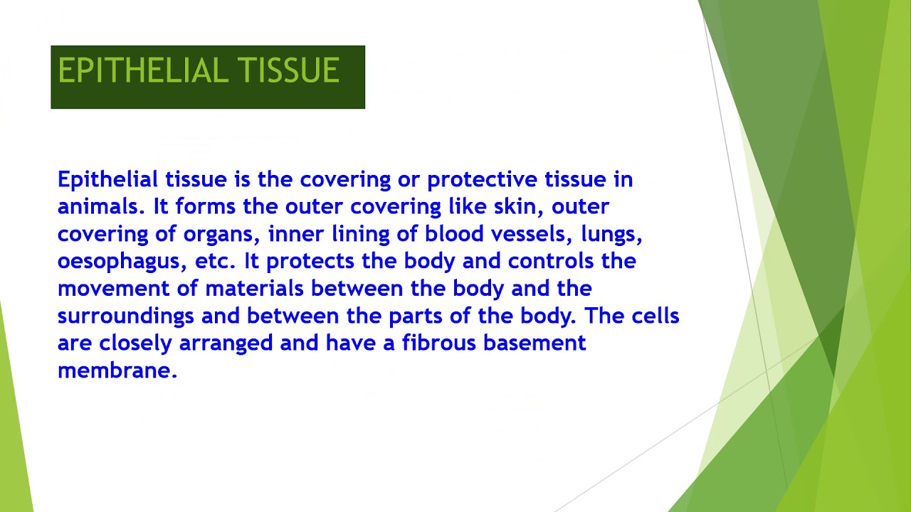 TISSUES II - YouTube