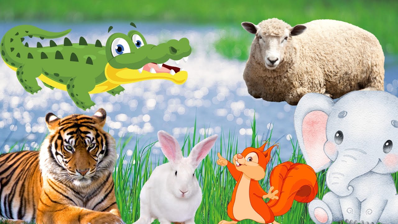 The most interesting animals: crocodile, tiger, squirrel, elephant ...