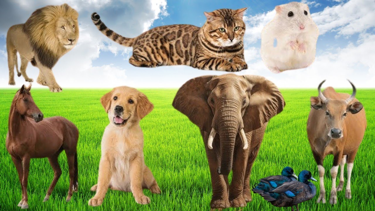 The Most Naughty Animals Moments and Sounds : Tiger, Elephant, Bison ...