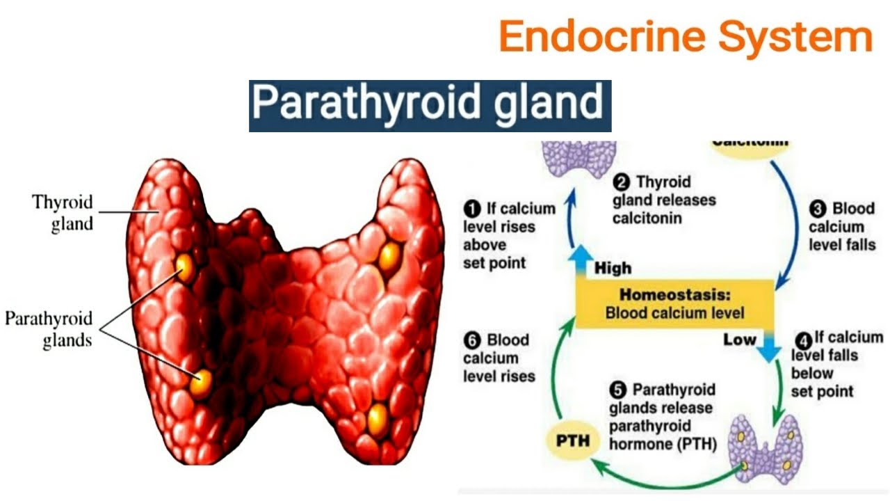 Parathyroid Gland, Endocrine System (Lecture 3), Structure & Functions ...