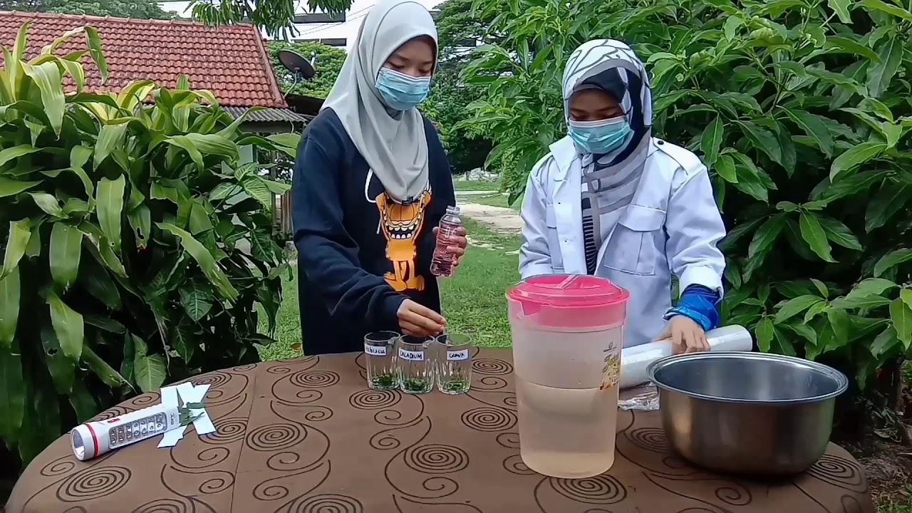Leaf Chromatography ( What colour are leaves?) - YouTube