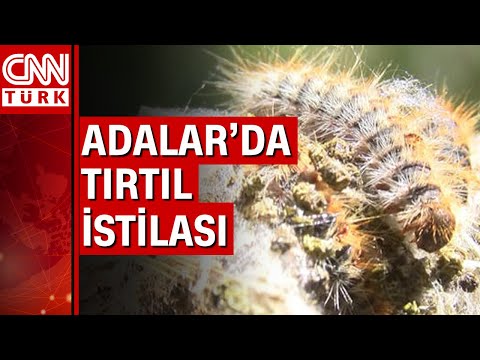 Tırtıllar hem doğaya hem de insanlara zarar veriyor