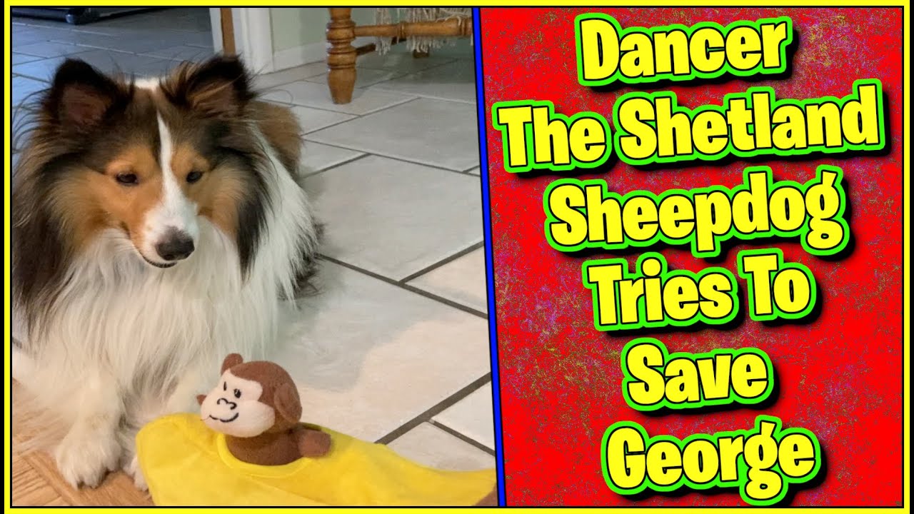 Dancer The Shetland Sheepdog Tries To Save George #Shorts funny - YouTube
