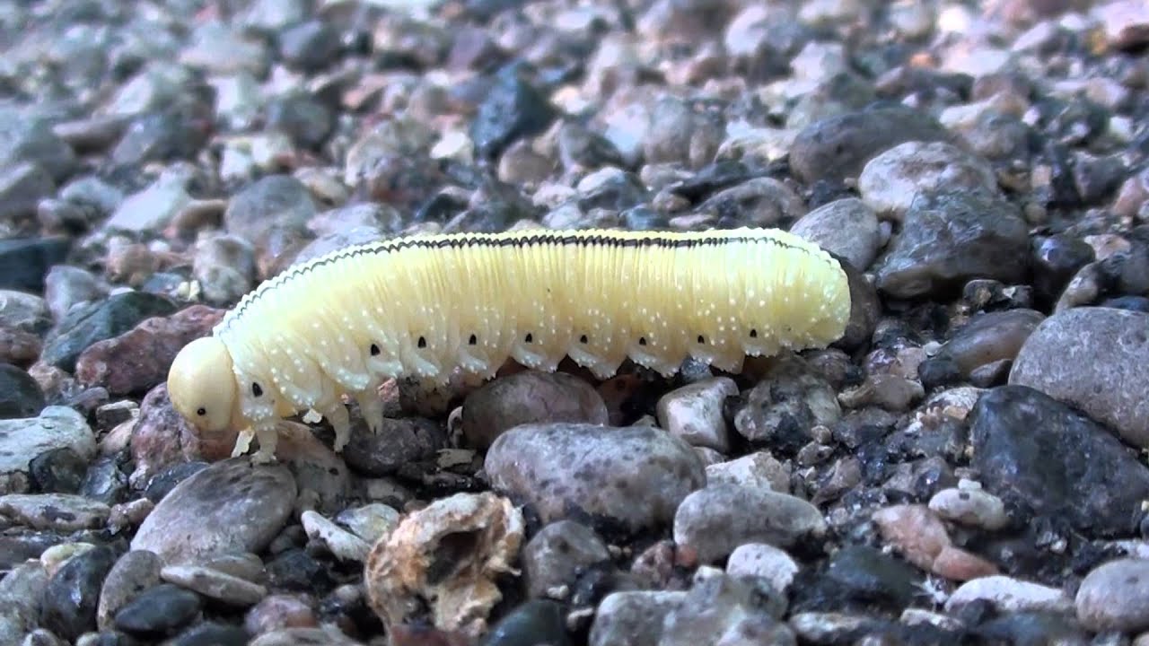 Elm Sawfly Larva (Cimbicidae: Cimbex americana) Locomotion - YouTube