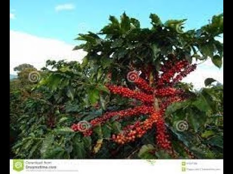 Finca el progreso con un costo económico para producir café - YouTube