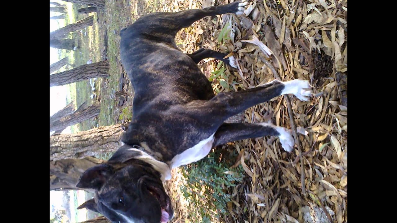 atila best dog....... - YouTube