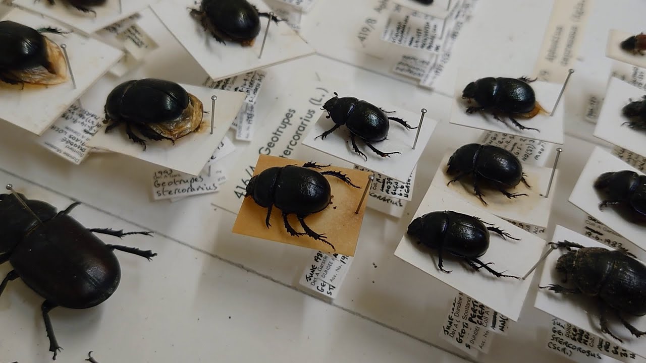 Dor Beetle | Object of the Month - YouTube