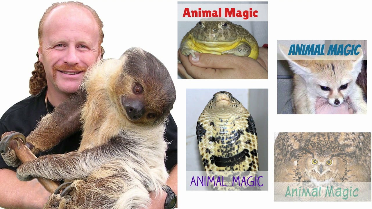 Animal Magic Promo 2 - YouTube