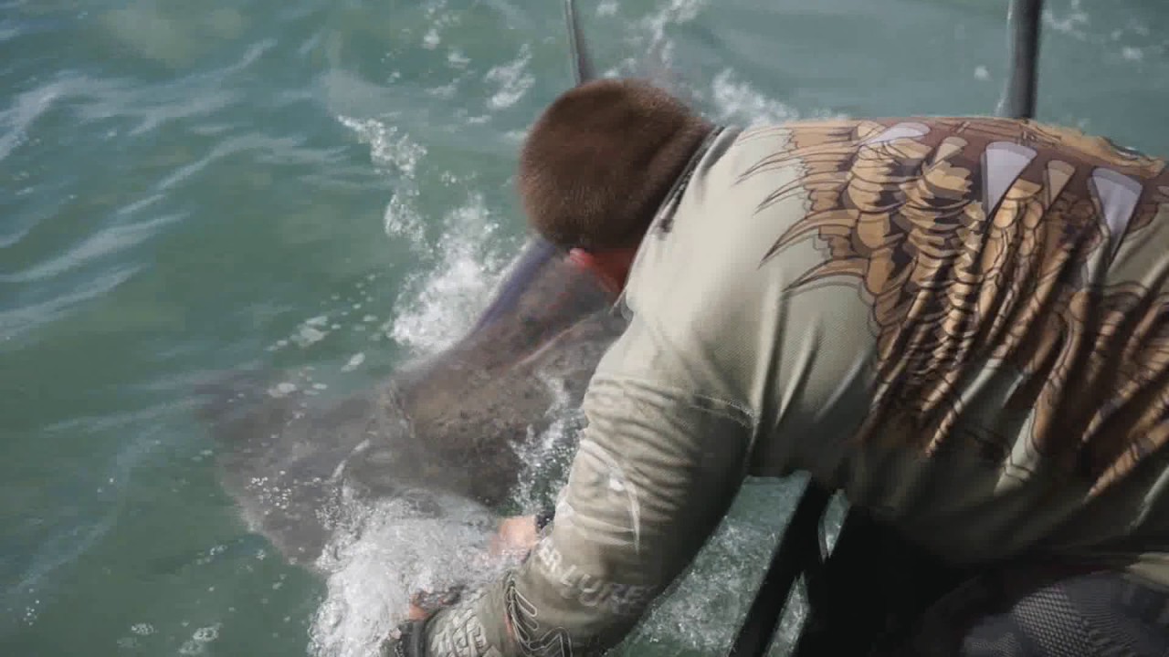 Hammerhead Shark Caught by Fisherman is Tagged and Released - YouTube