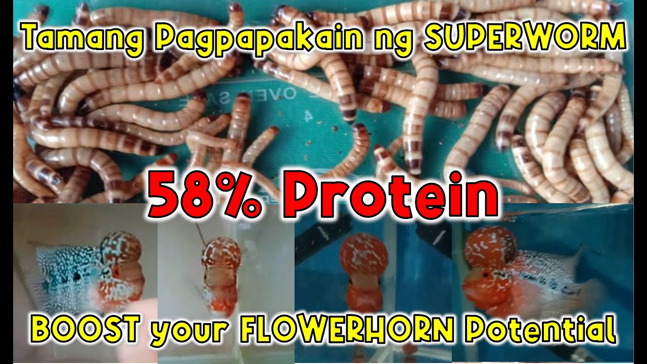 Proper feeding of superworm(Eng.sub) - YouTube