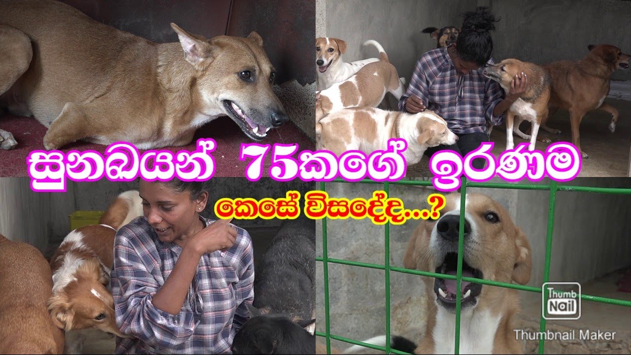 The fate of 75 dogs / සුනකයින් 75 කගේ ඉරණම - YouTube