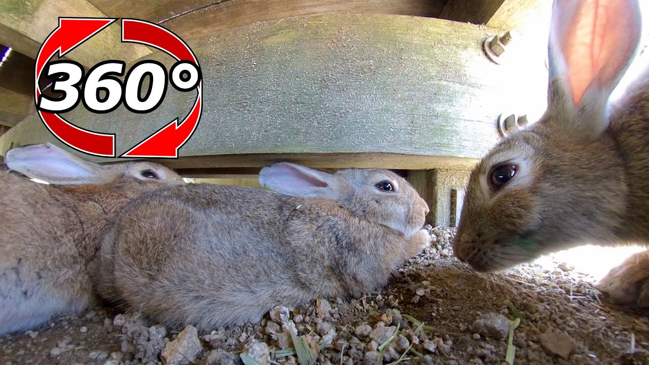 VR 360° | Experience the relaxed lifestyle of rabbits! - YouTube