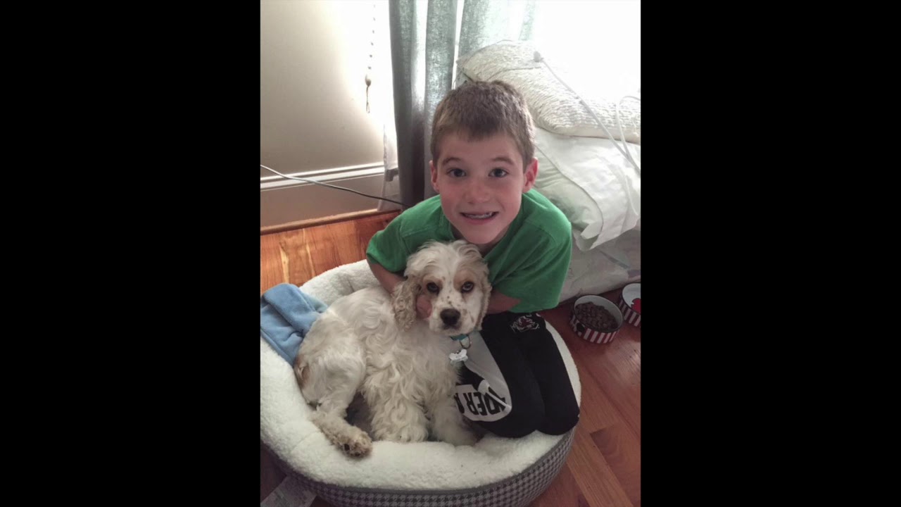 Paws, Prayers, & Promises Giving Tuesday Video 2017 - YouTube