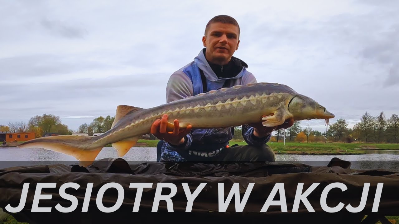 JESIOTRY W AKCJI na łowisku - MatchPro Fishing Arena - YouTube
