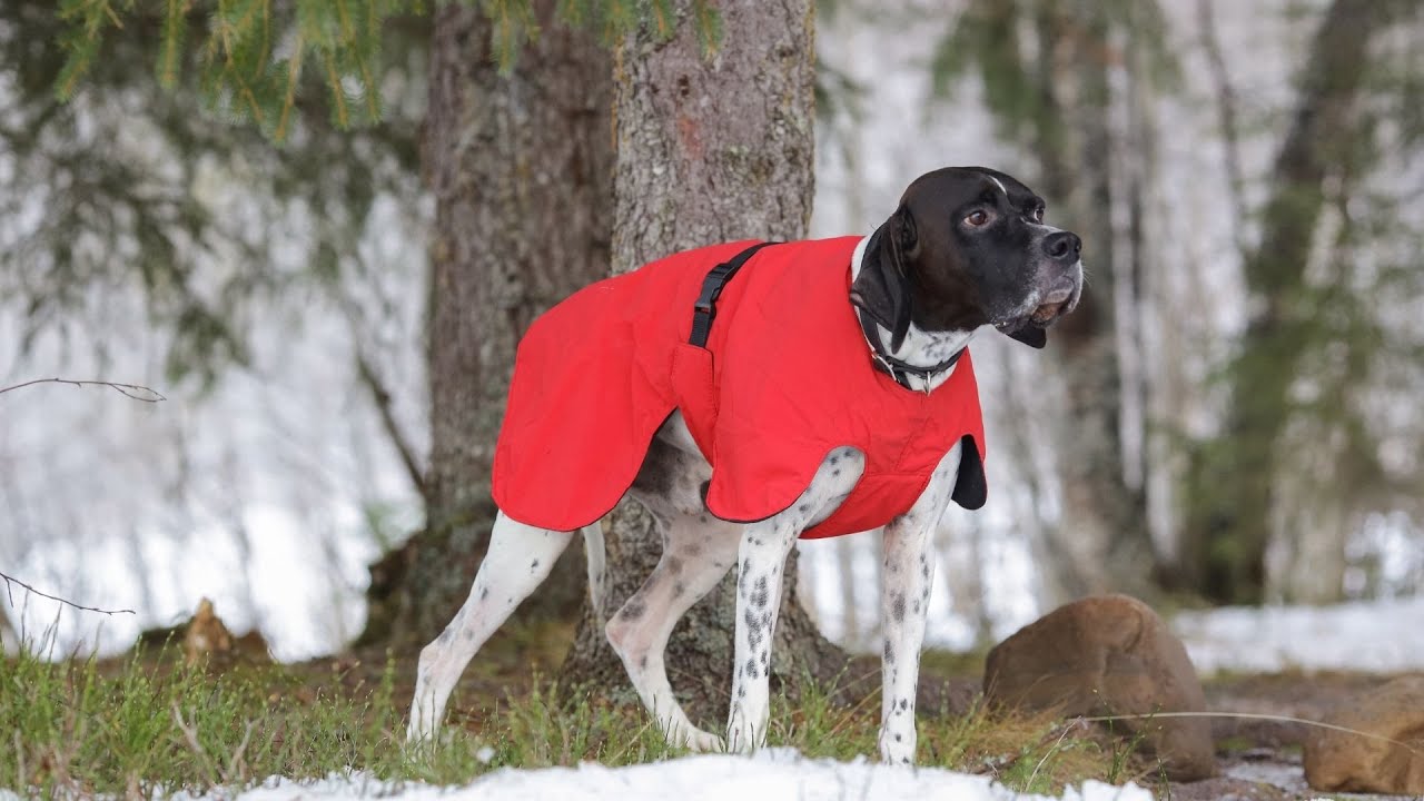The Fascinating History of Pointer Dogs in Field Trials - YouTube
