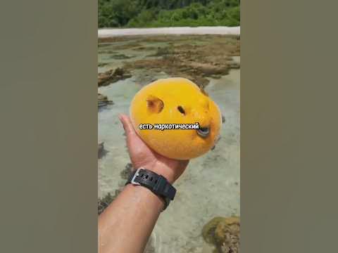 Самый опасный деликатес - рыба фугу #факты #рыба #интересно #деликатес ...