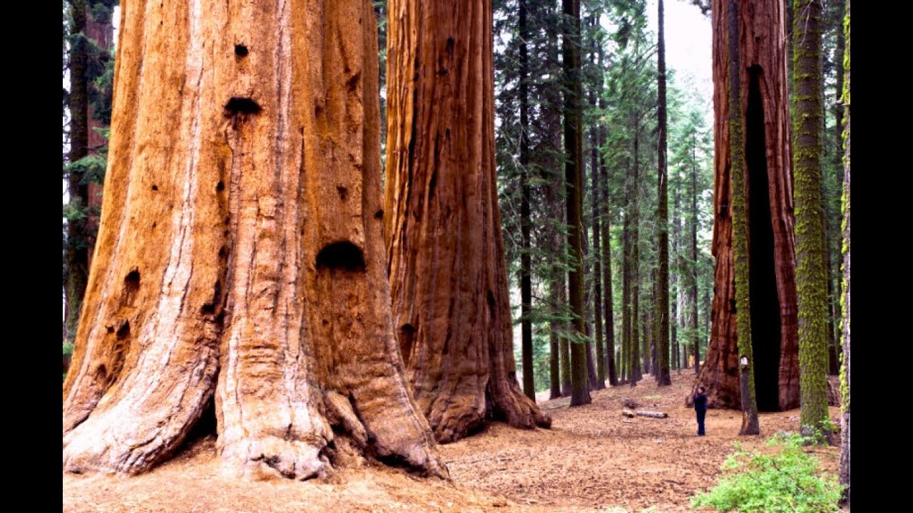 Largest Redwood Trees In The World YouTube largest-redwood-trees-in-the-world-youtube