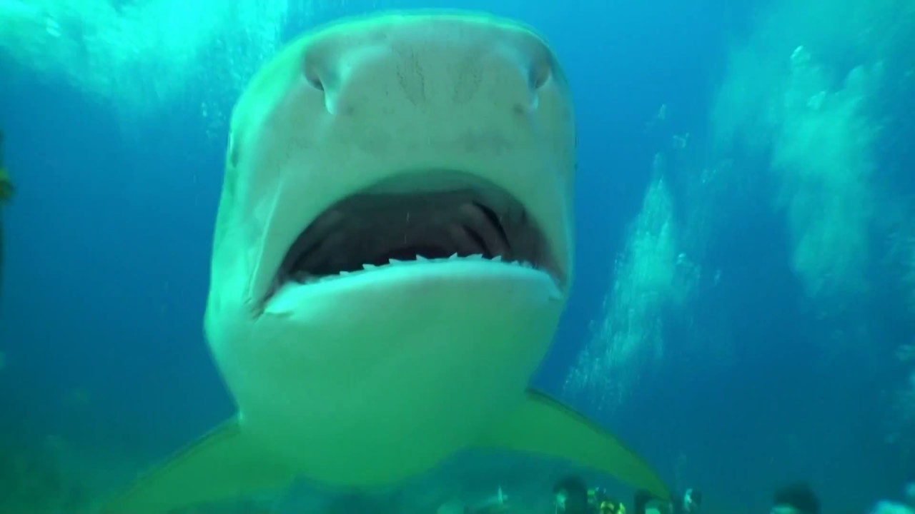 Super Predator Tiger Shark Encounter with Divers Reveals Its True ...