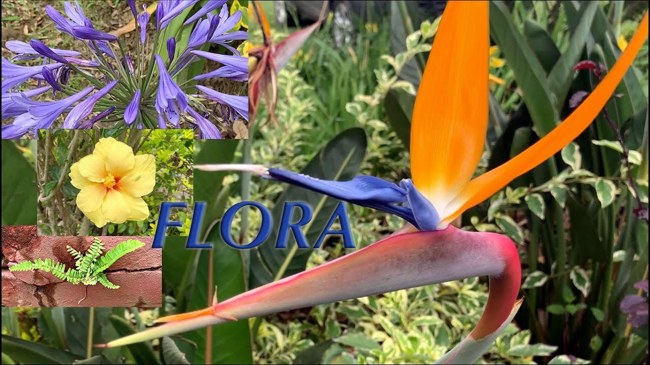 FLORA - Flowers by Skyward, Challenging Project, No AI Software Tools ...