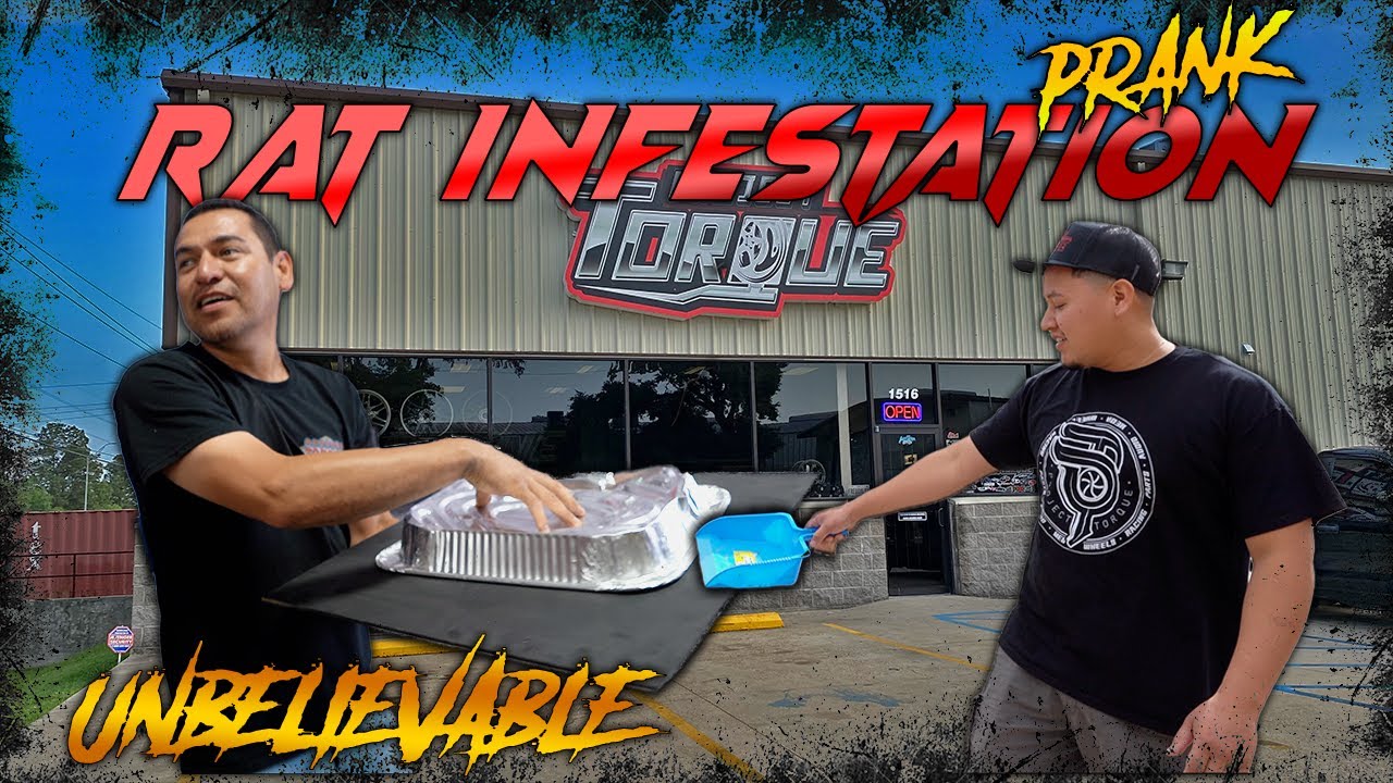 RAT INFESTATION PRANK! - YouTube