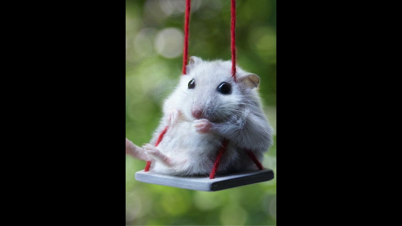 Cute animal giving birth 2020 2020 - YouTube