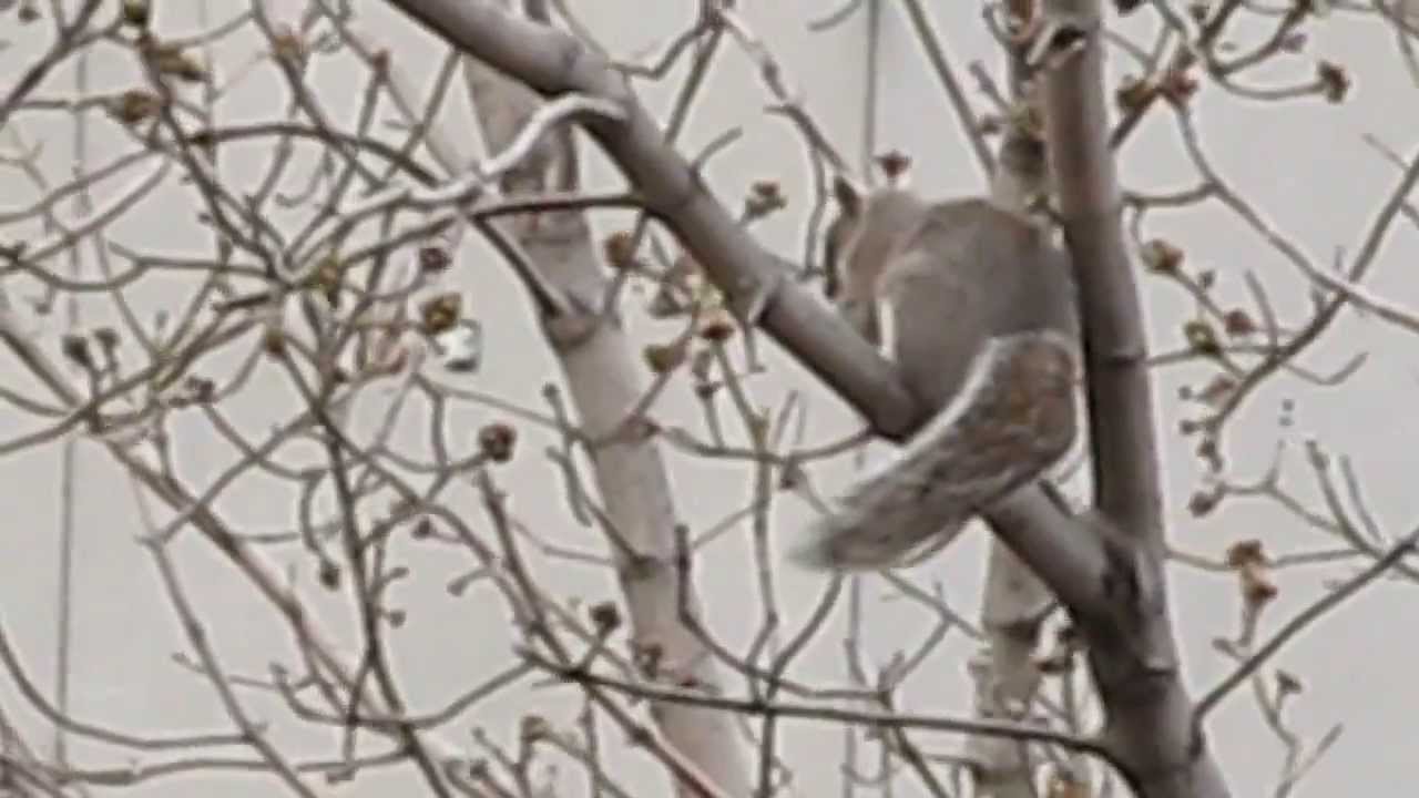 Squirrel balancing act!!! - YouTube
