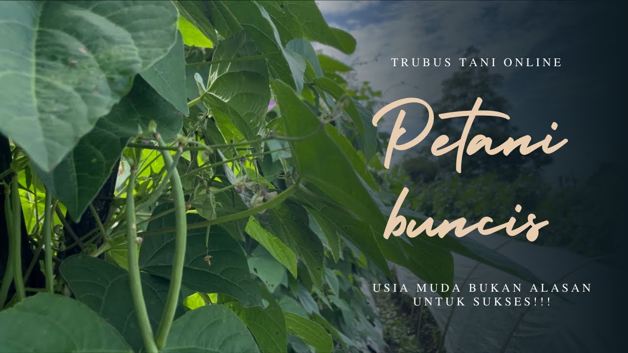 Wow petani muda Hasilkan panen 400kg sekali panen buncis!!! - YouTube