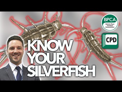 What Does The Presence Of Silverfish Mean