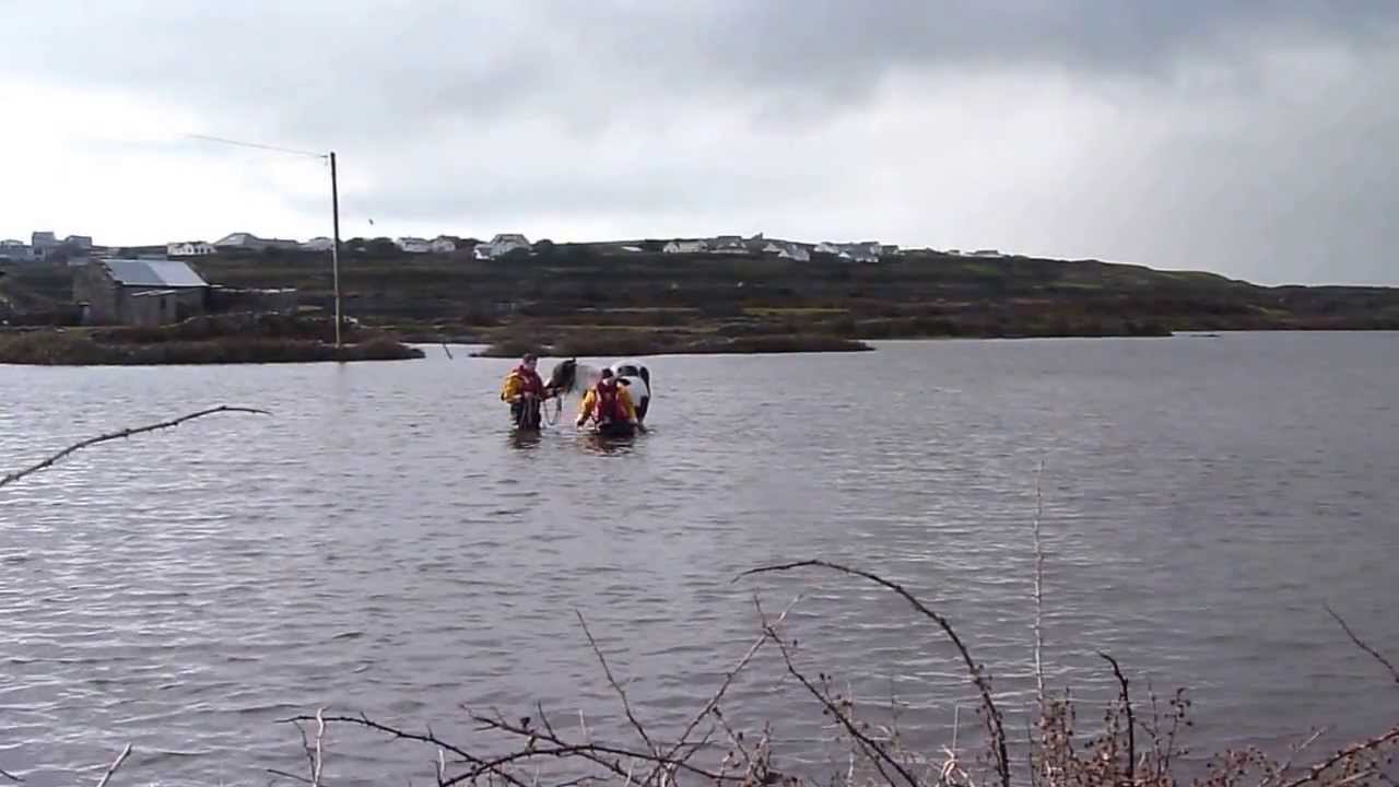 Aran Island horse rescue. (H.D.) - YouTube