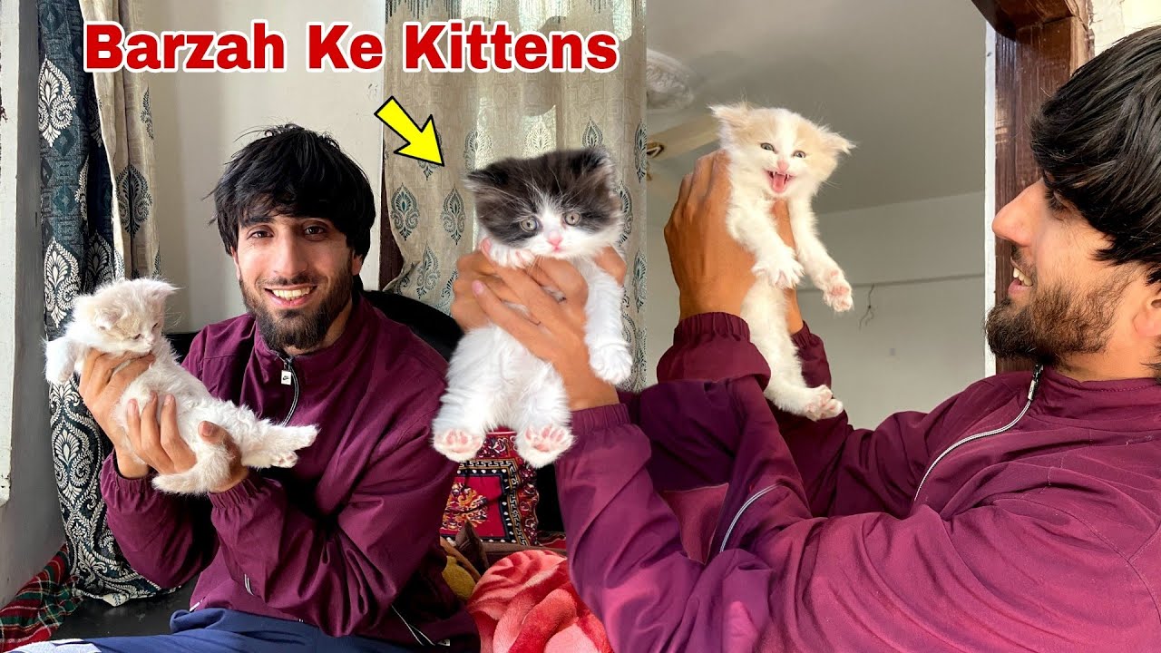 Barzah Ke Kittens MaashaAllah 😍 Ehsan Vlogs - YouTube