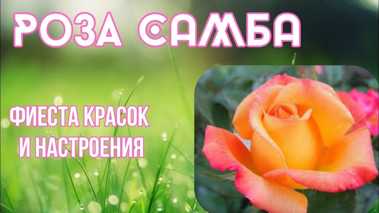 Роза флорибунда Самба - YouTube
