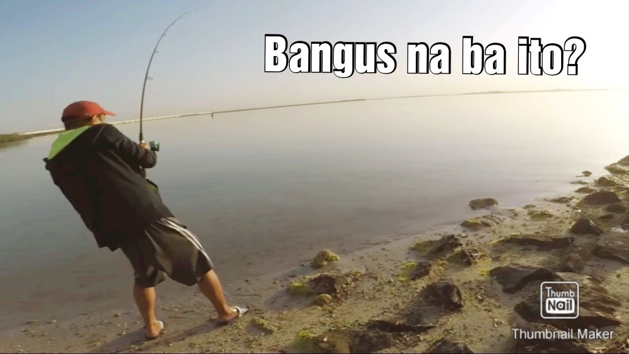 Catching milkfish in early season #milkfish #fishinginabudhabi - YouTube