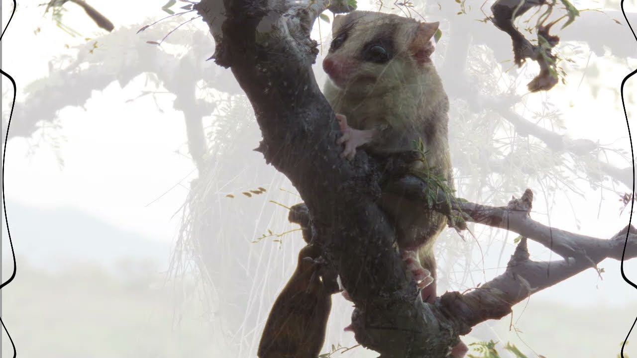 Tlacuache Ratón (Tlacuatzin canescens) - Biodiversidad - Naturaleza con ...