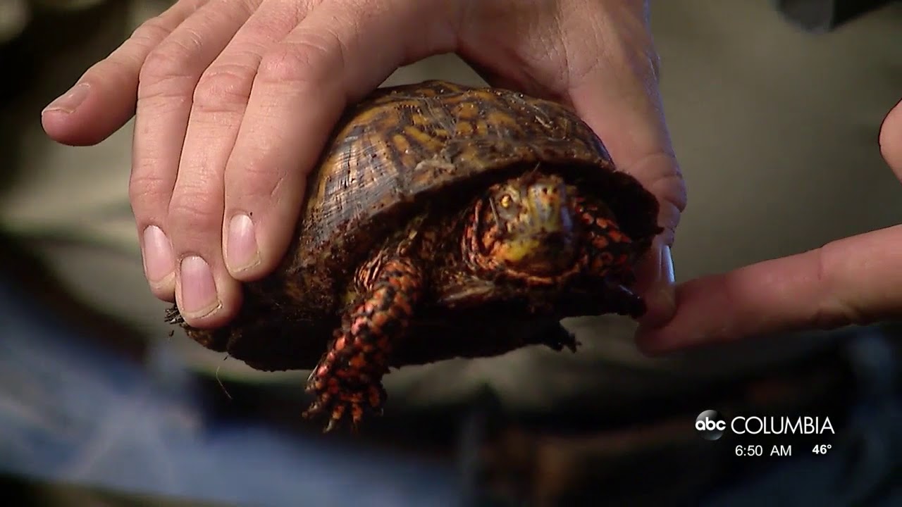 Wild Wednesday: Carolina Wildlife Center's Hard Shelled Pal - YouTube