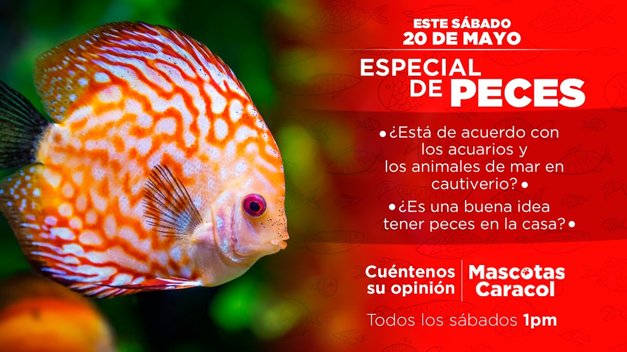 EN VIVO I ¿Es bueno o malo tener peces en casa?, ¿bajó qué condiciones ...