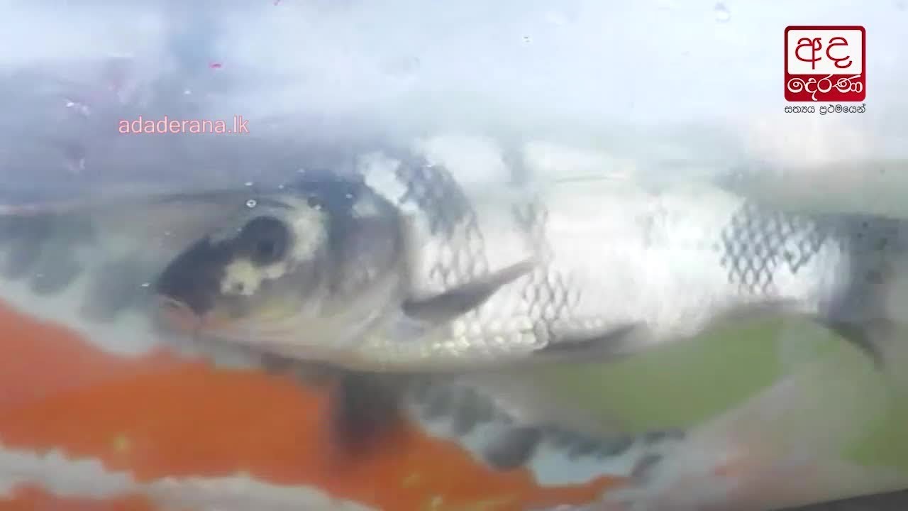 Man arrested for smuggling ornamental fish - YouTube