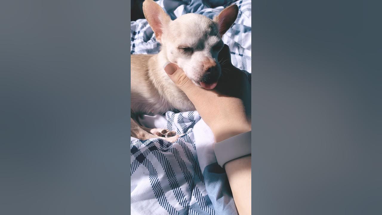 Cutie Laying In The Sun ☀️ Youtube