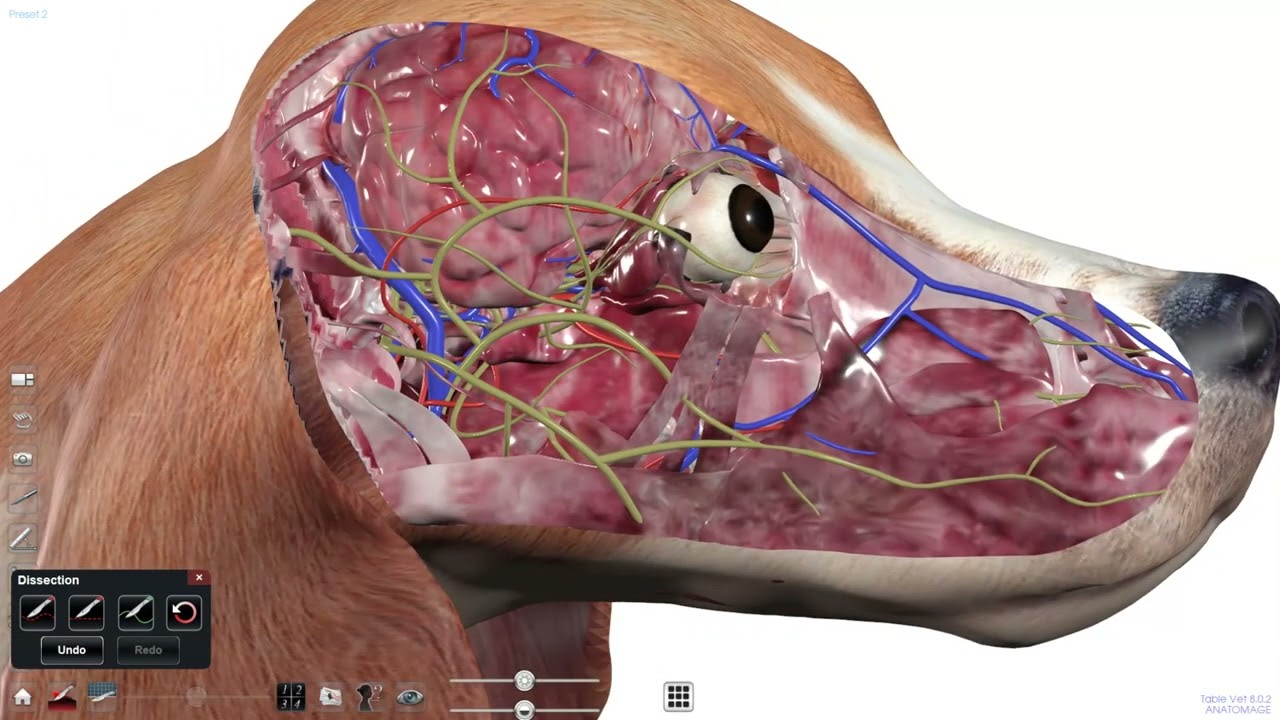 Dog Organ System Parts Of A Dog Anatomy (teacher Made) Twinkl
