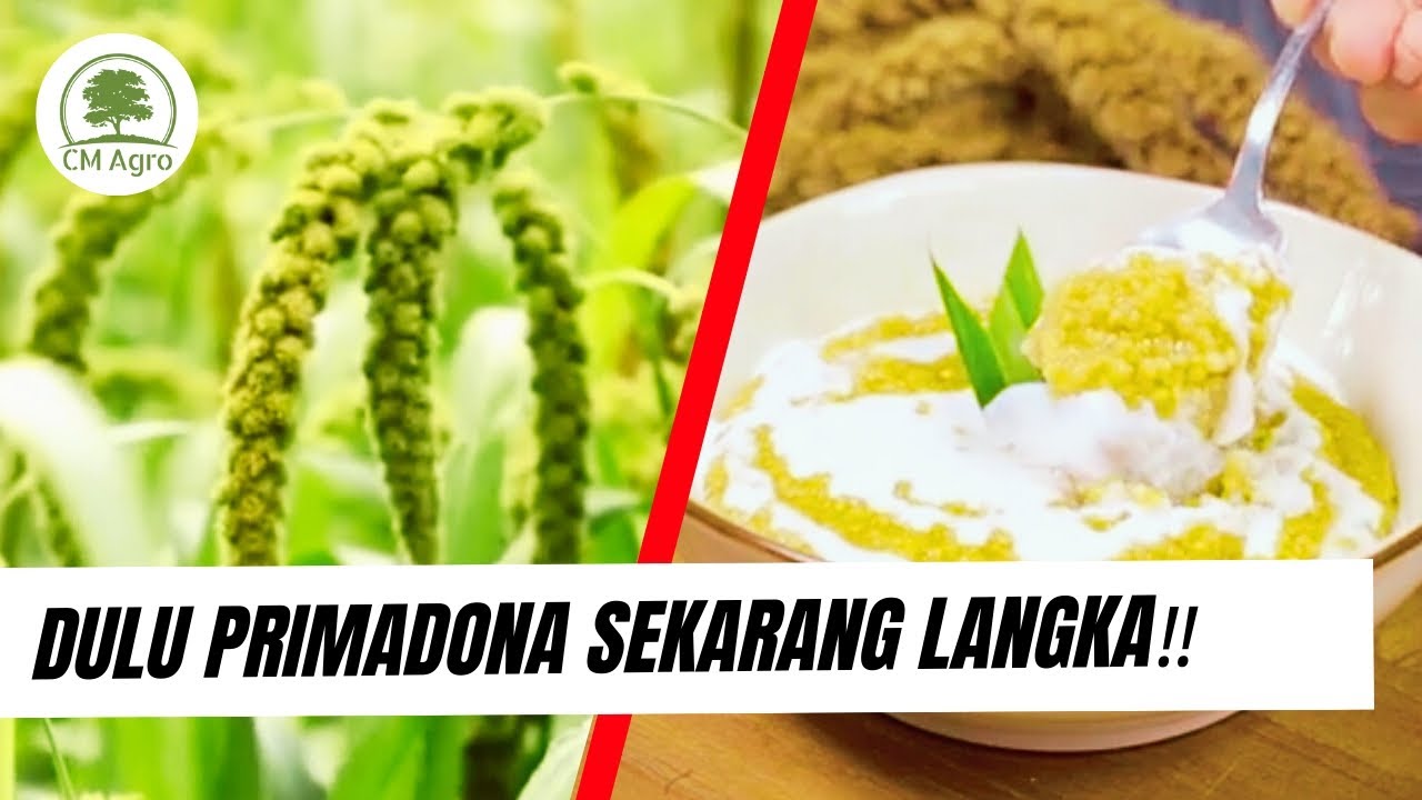 MENGENAL JAWAWUT/MILLET, KAYA GIZI TAPI SULIT DICARI - YouTube
