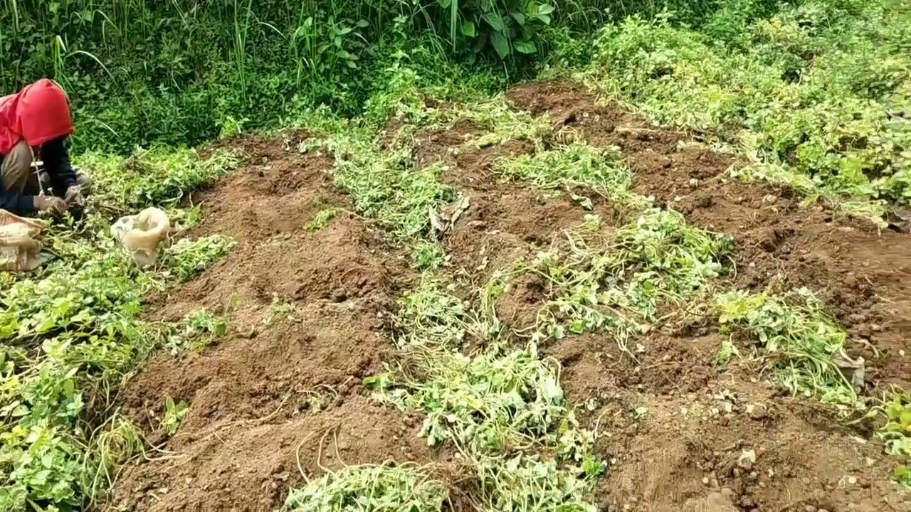 PEMANENAN UBI GEMBILI (KUMBILI) BERLIMPAH - YouTube