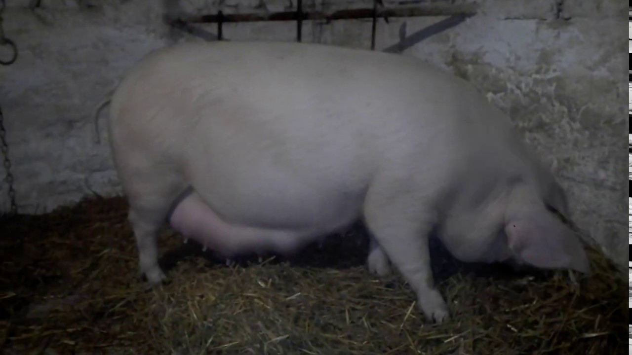 Scroafa se pregătește pentru fatare. - YouTube